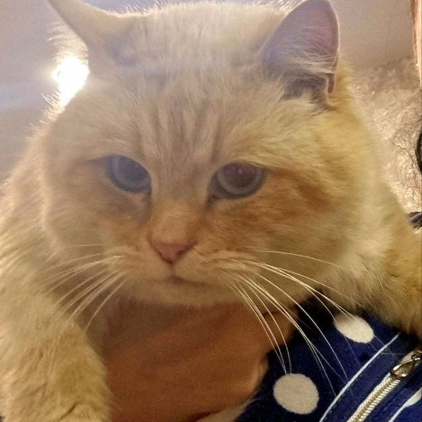 Кот в добрые руки