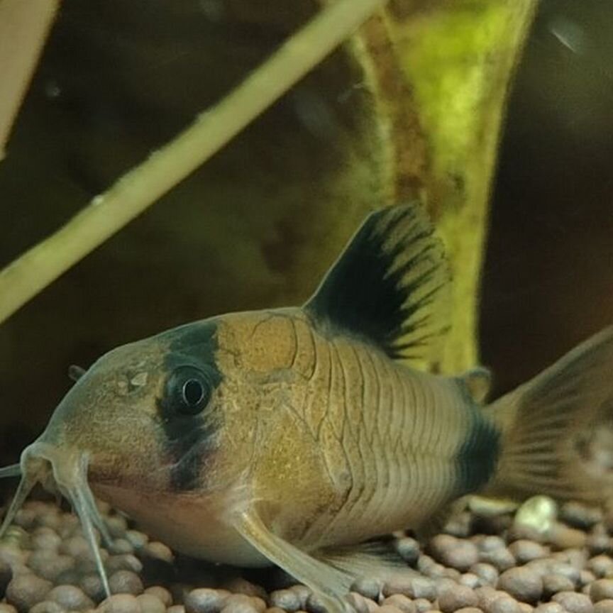 Аквариумные рыбки