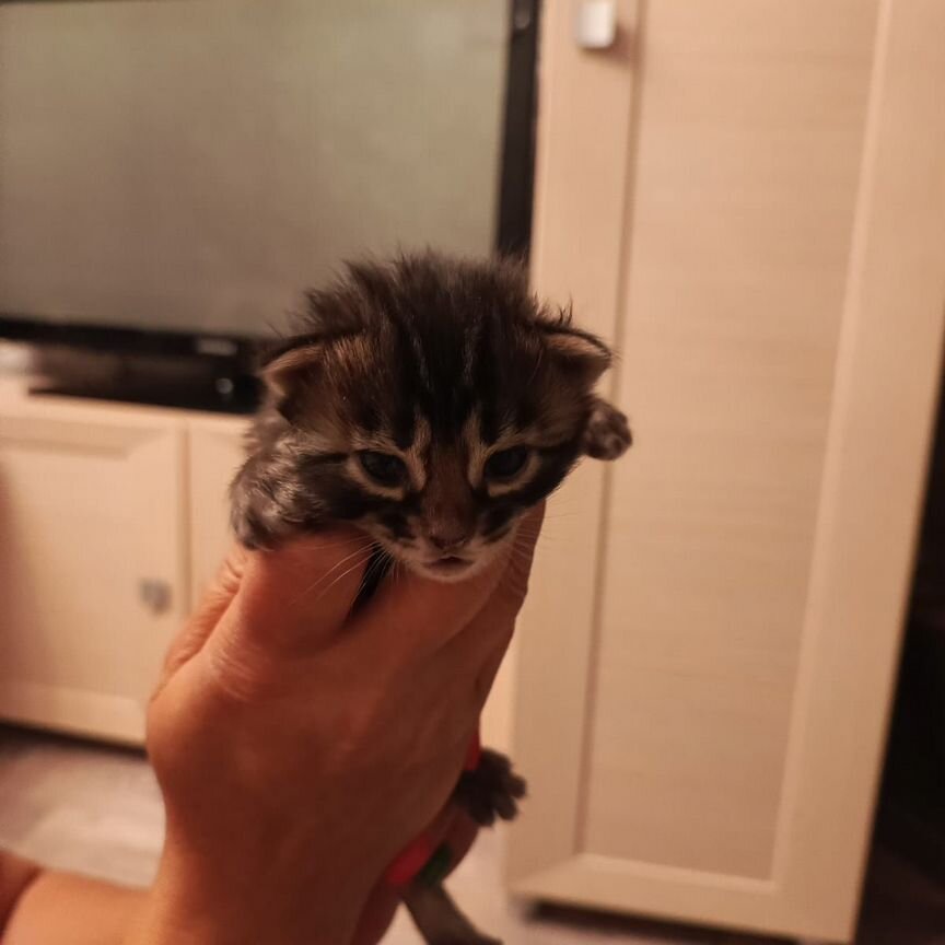 Бенгальские котята