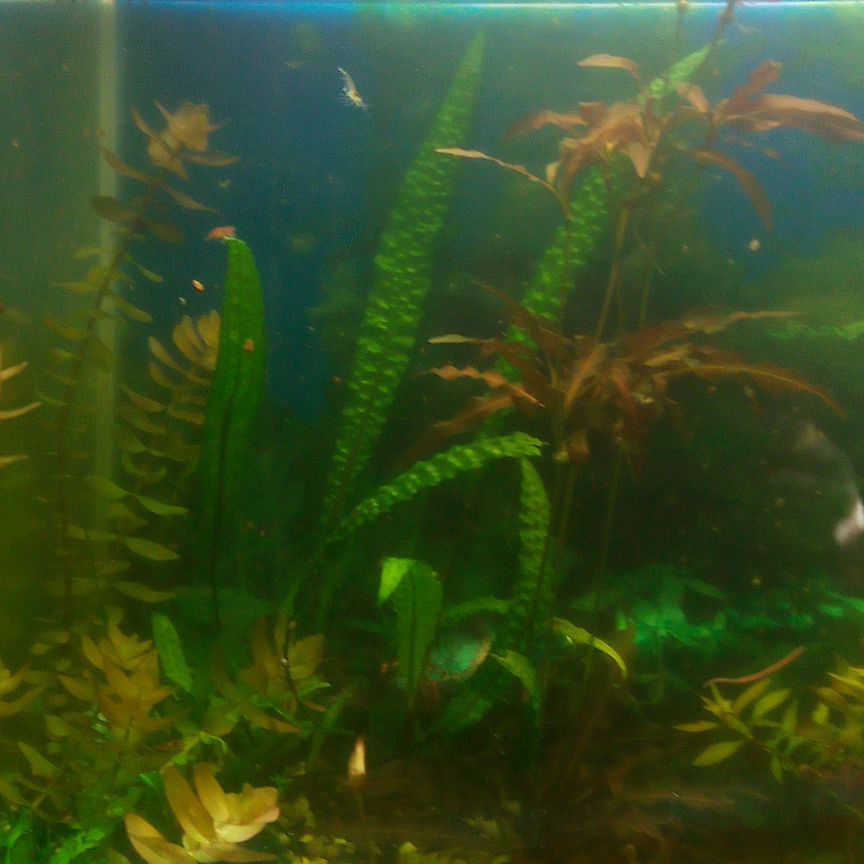 Украшение для аквариума