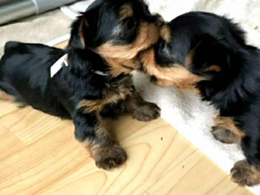 Йоркширский терьер