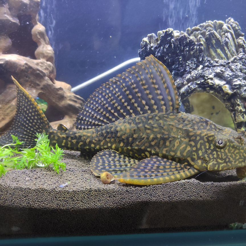 Сомик парчовый