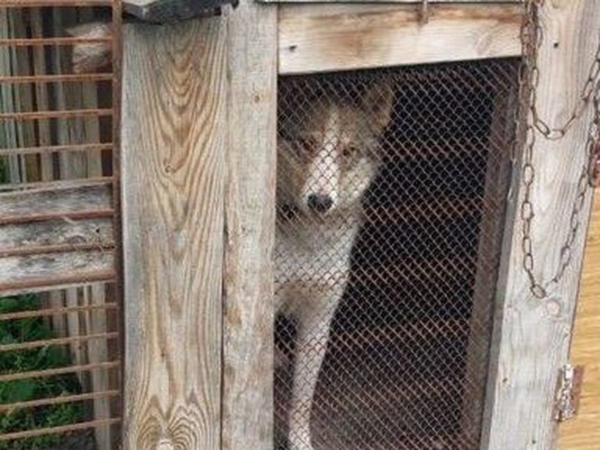 Собака в добрые руки отдам бесплатно