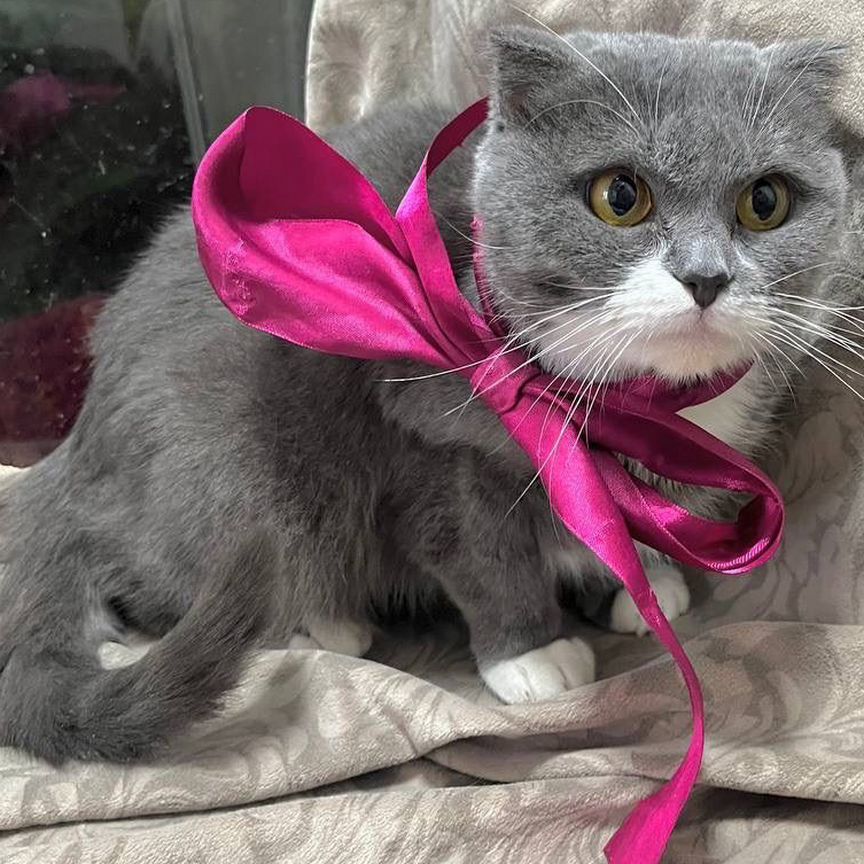 Взрослая, Девочка кошка в добрые руки