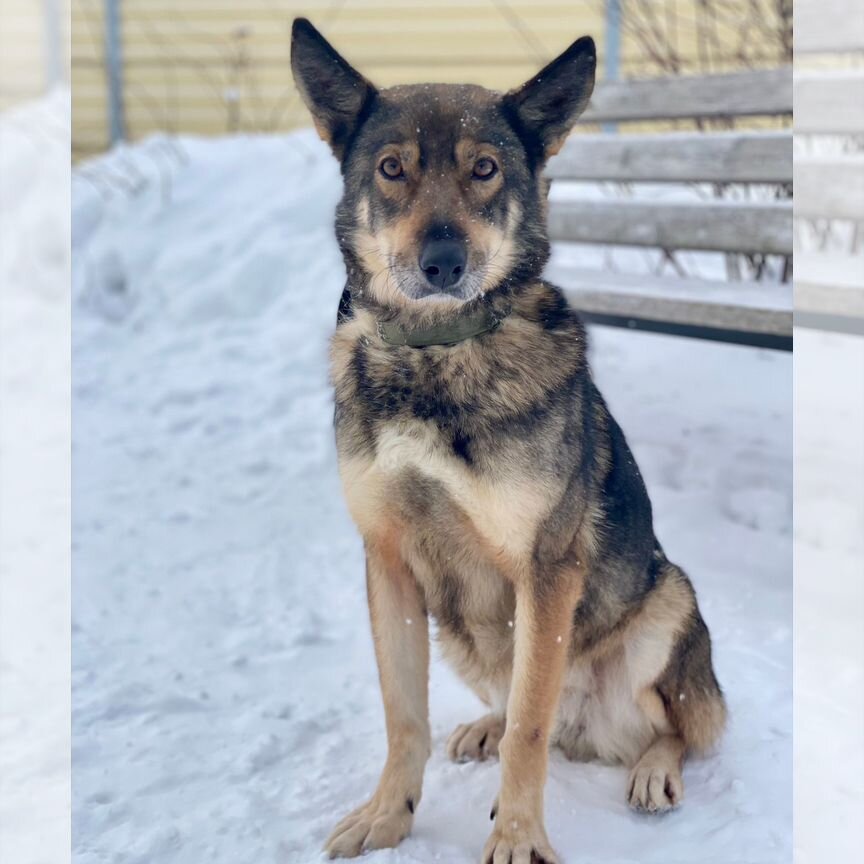 Взрослая собака в добрые руки