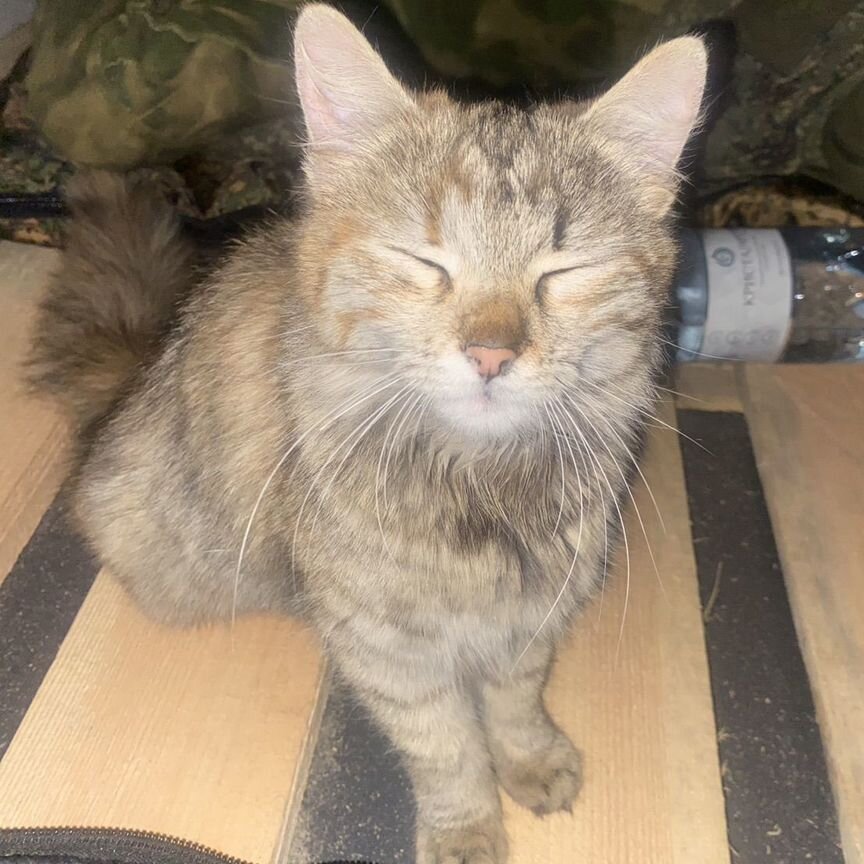Домашней кот