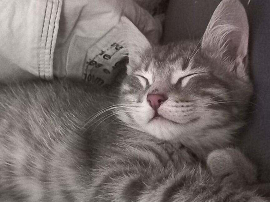 Котенок в добрые руки