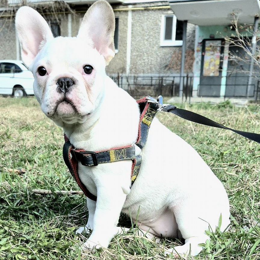 Французский бульдог, щенок