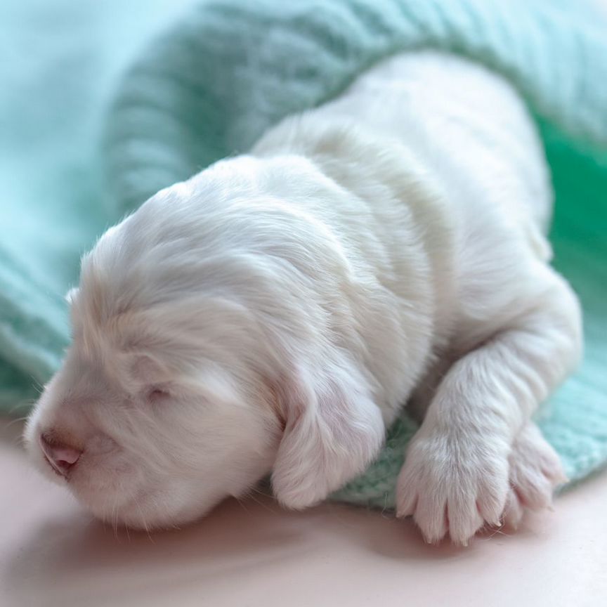 Лучший друг