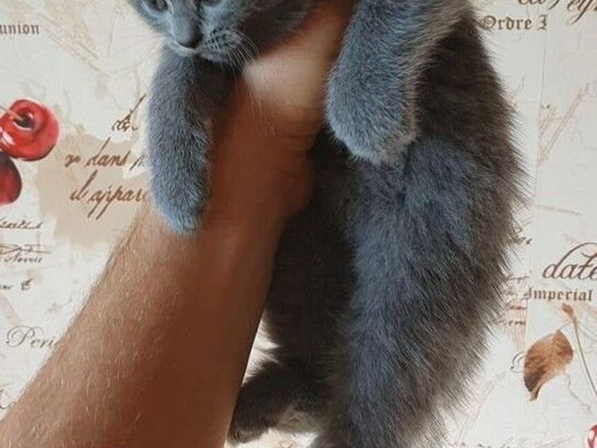 Шотландские котята девочки :)