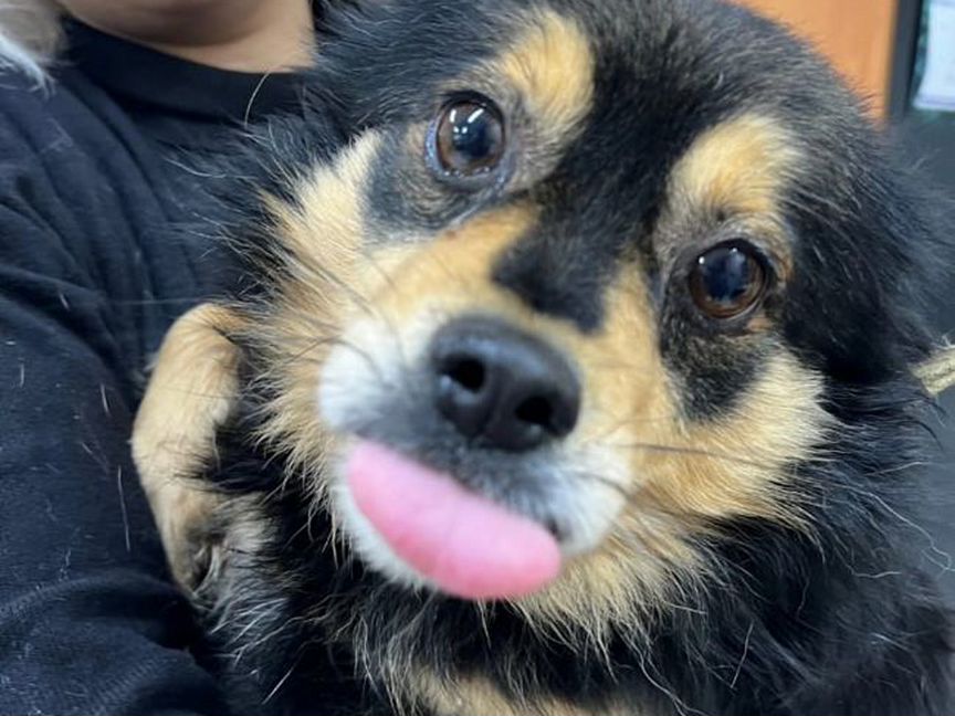 Небольшой милый песик под выпуск