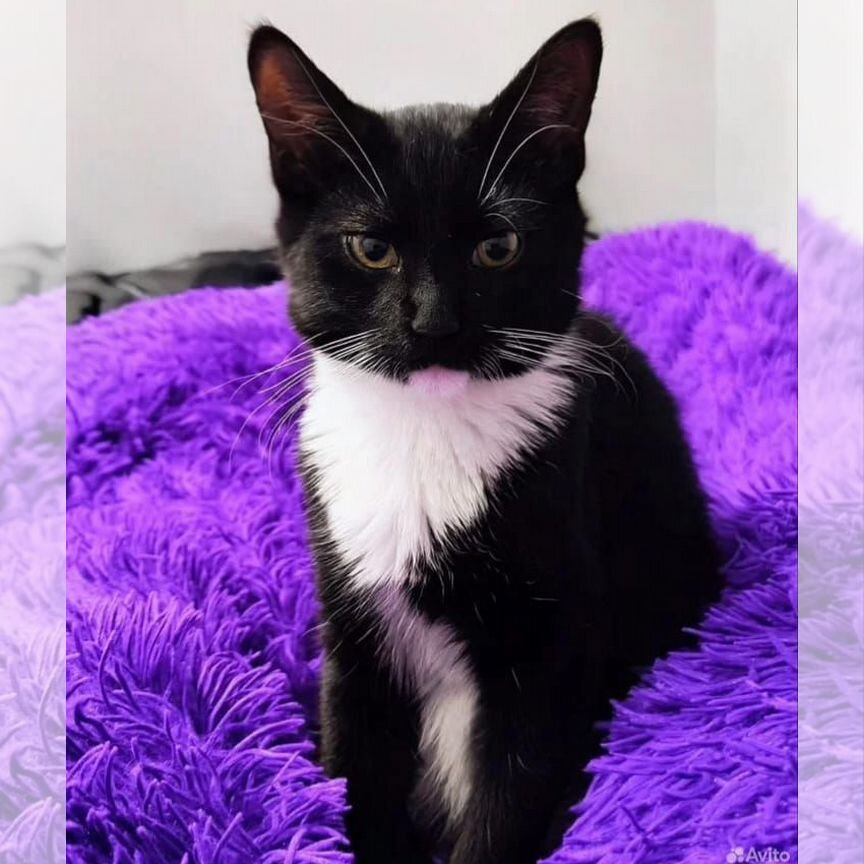 Мейн-кун котёнок