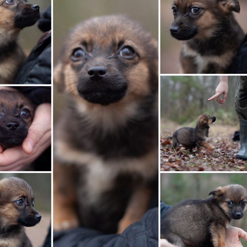 Щенок в добрые руки