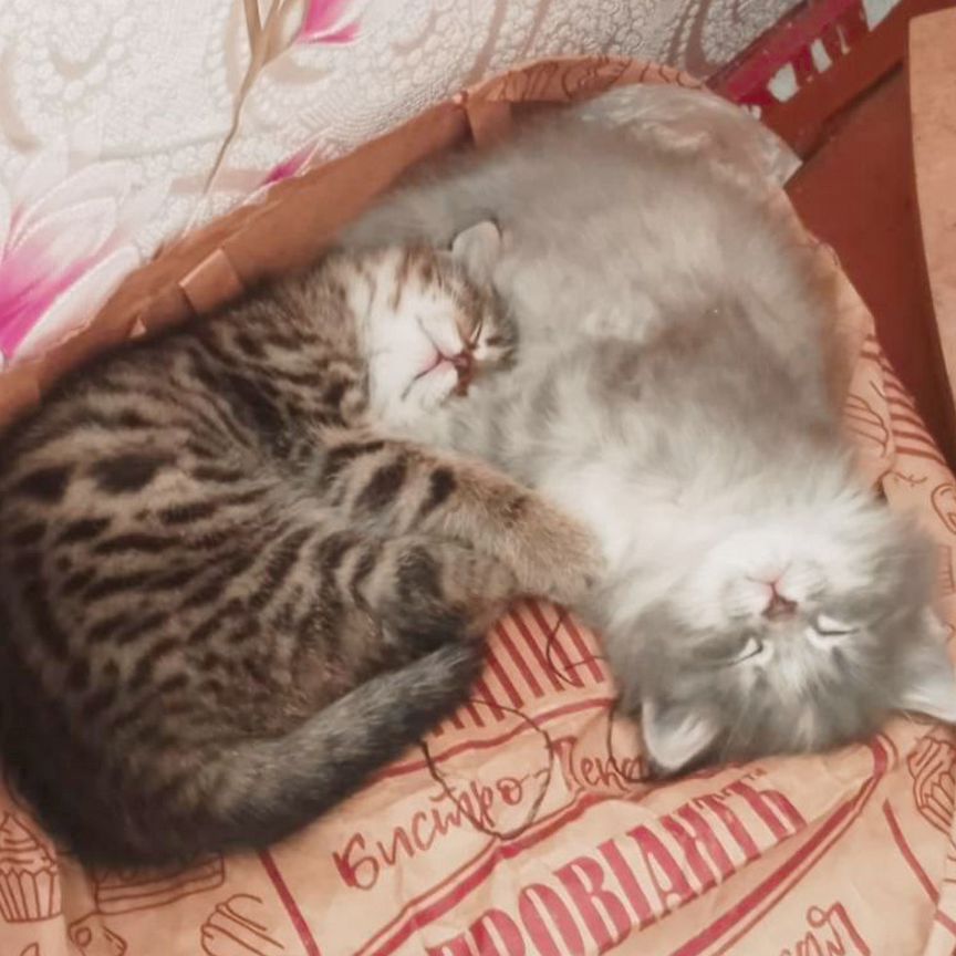 Очень красивые котятки