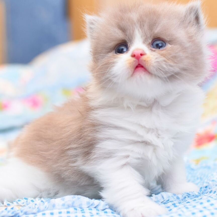 Британский длинношёрстный котёнок
