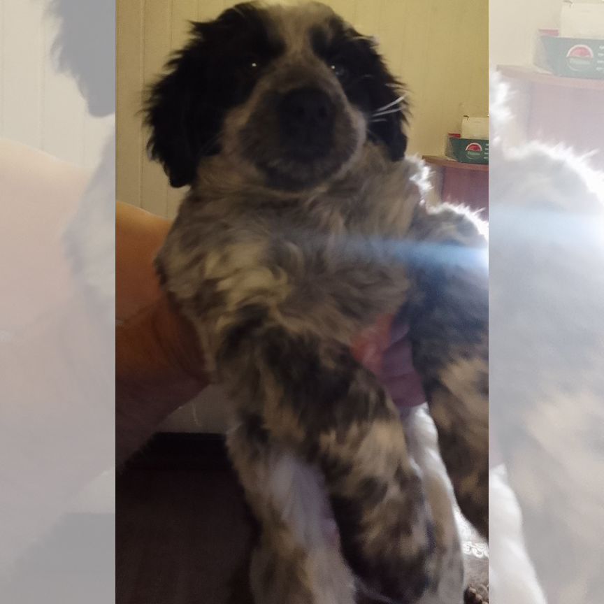 Русский охотничий спаниель, щенок