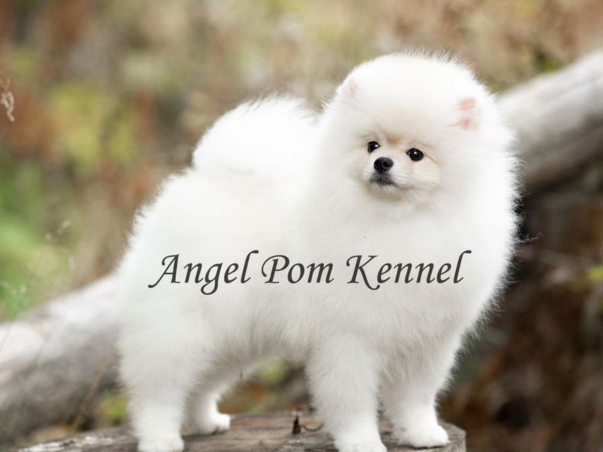 Кремовые щенки померанского шпица медвежьего типа