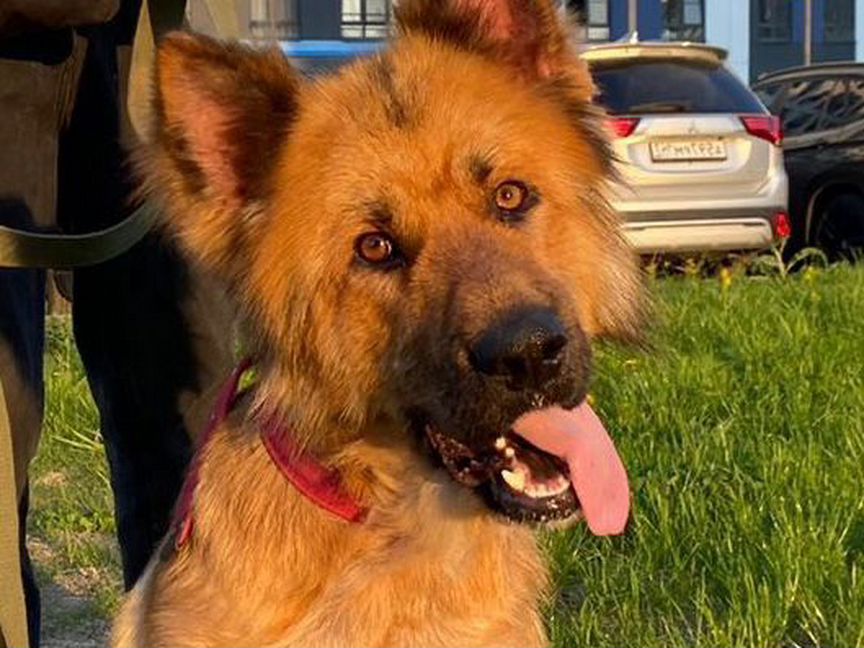 Овчарка бесплатно в добрые руки