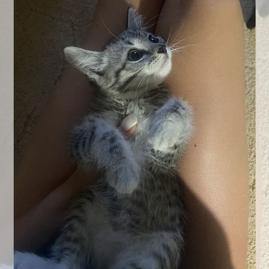 Кошечка в добрые руки