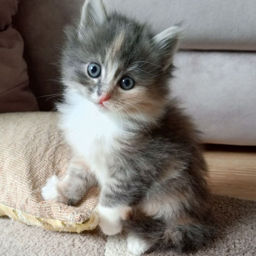 Котёнок от частного владельца