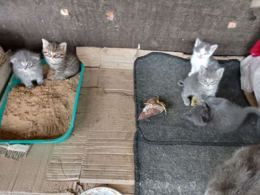 Котятки-4-сыночк и лапочка дочка