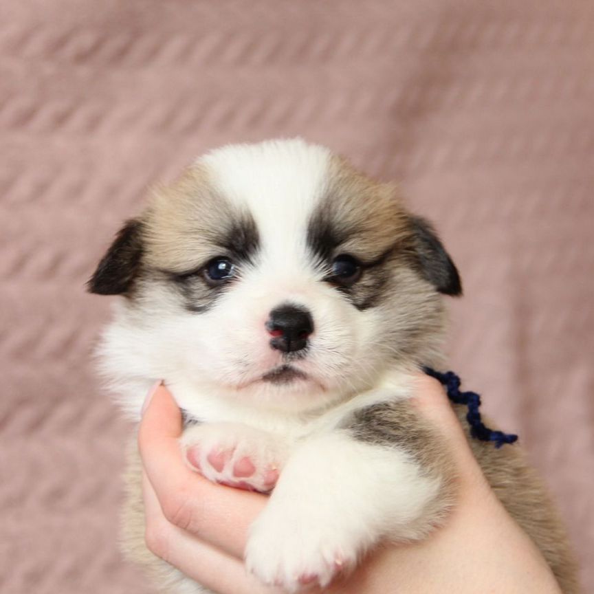 Щенок корги мальчик