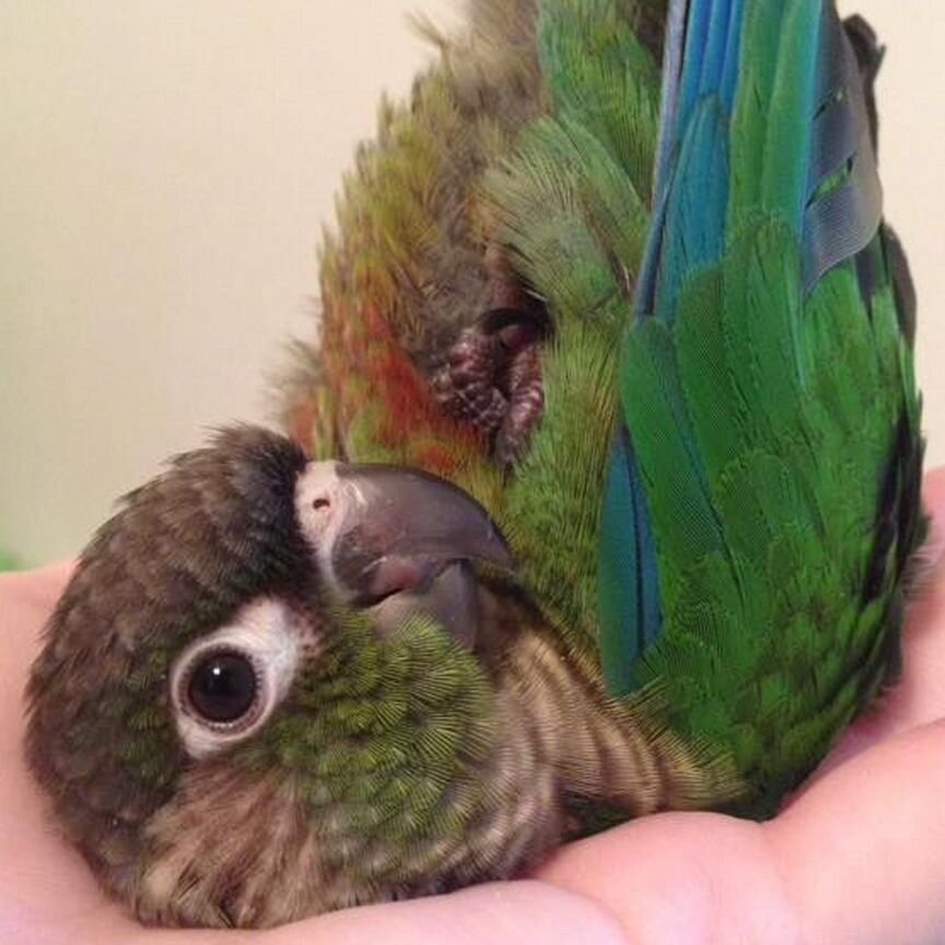 Попугай пиррура ручной