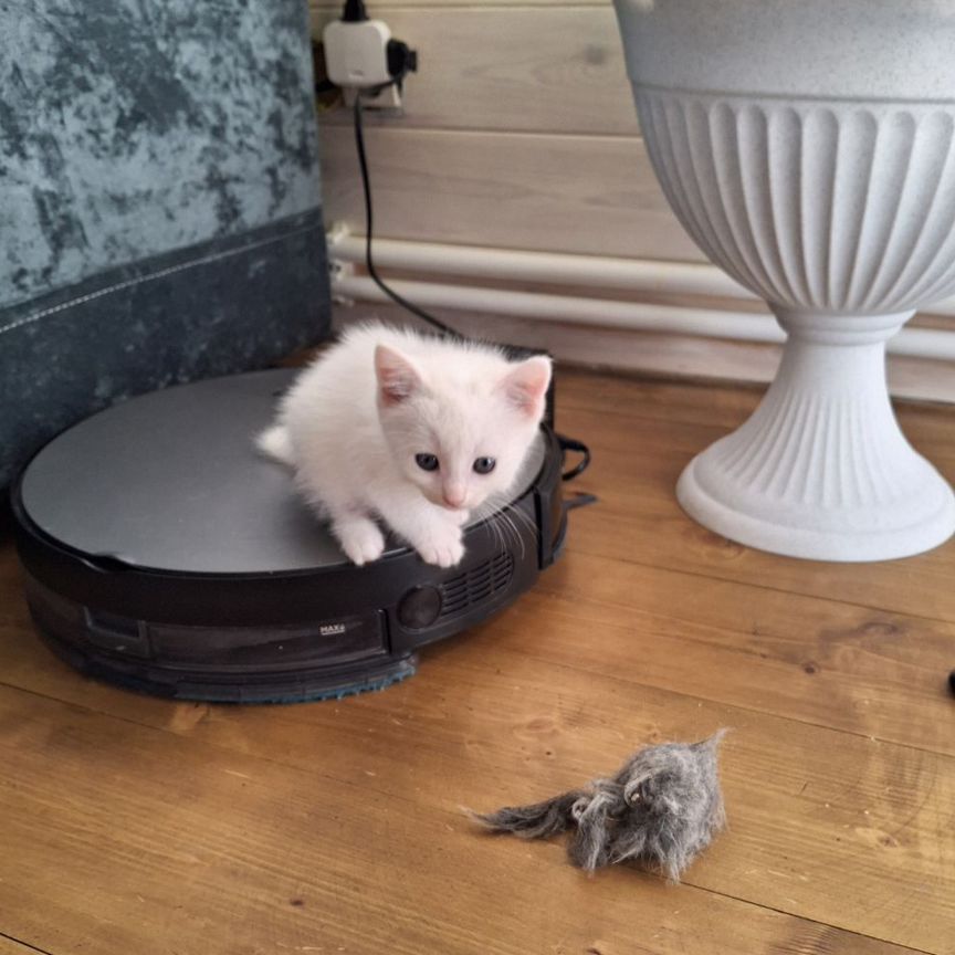 Сибирский котёнок