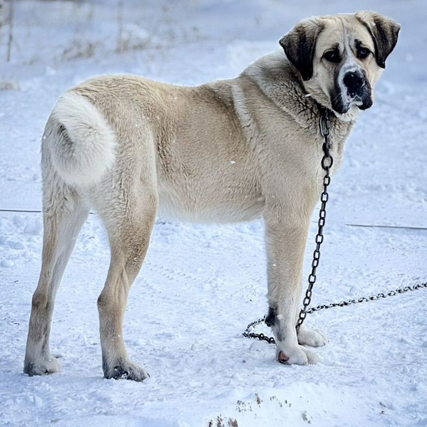 Среднеазиатская овчарка, взрослый пёс