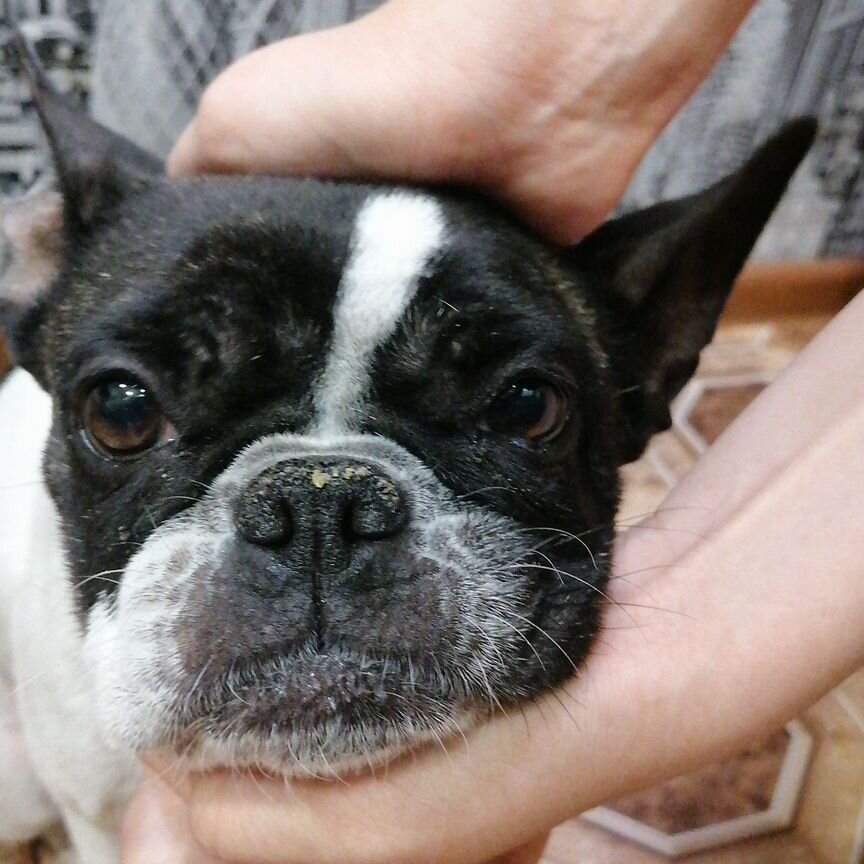 Отдам в добрые руки