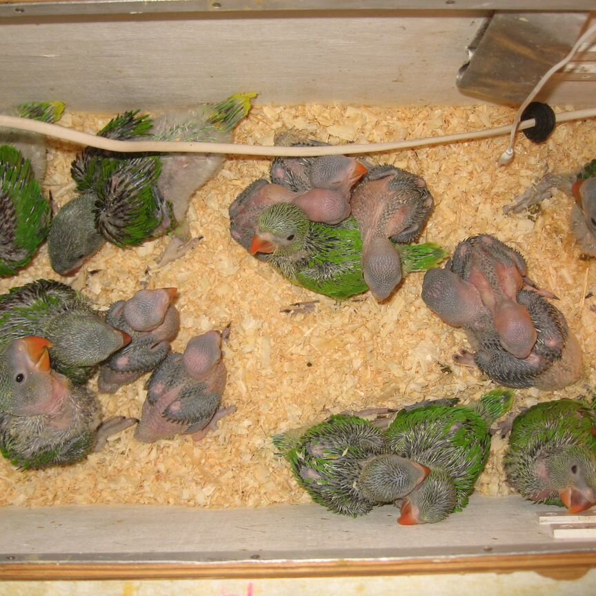 Птенца Ожереловый - Александр - Монах 2-3 недели