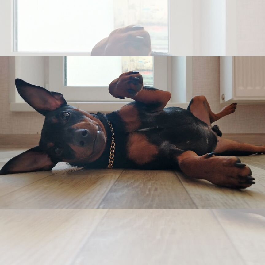 Цвергпинчер, взрослый пёс