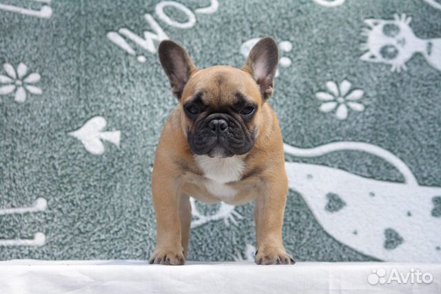 РКФ дети Супер малыши