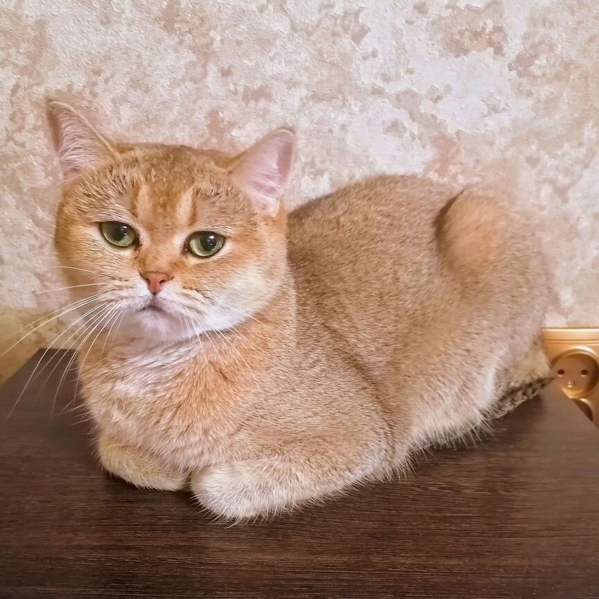 Британская золотая шиншилла