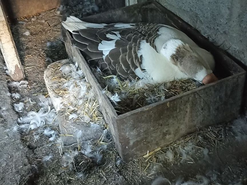 Холмогорские гусята