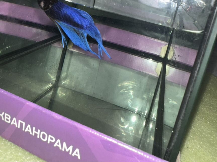 Рыбка петушок