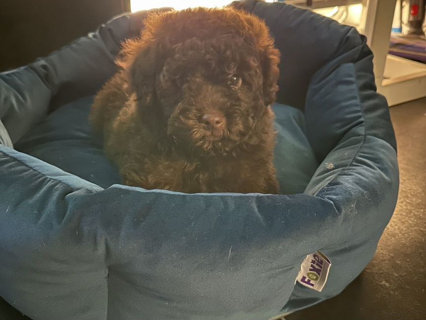 Мальтипу девочка ред браун