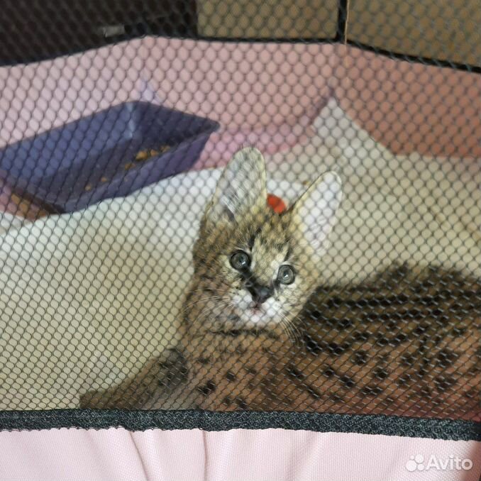 Саванна ф0 котик