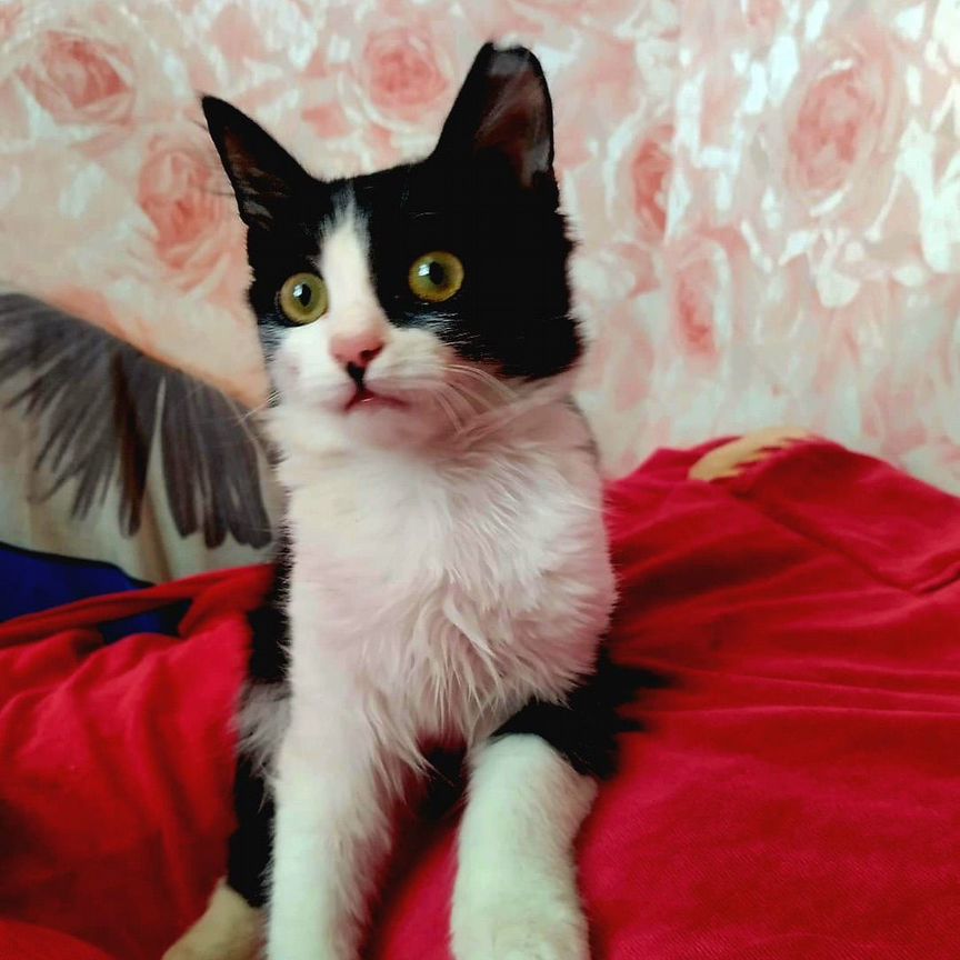 Шпротинка Тигруся