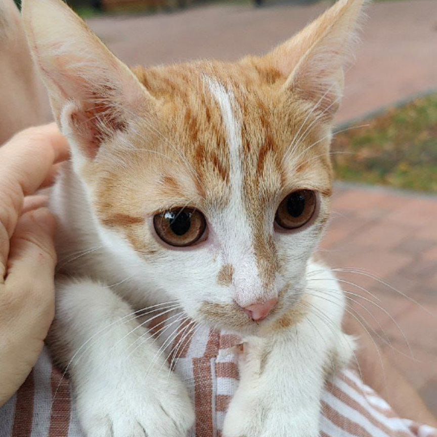 Кошки