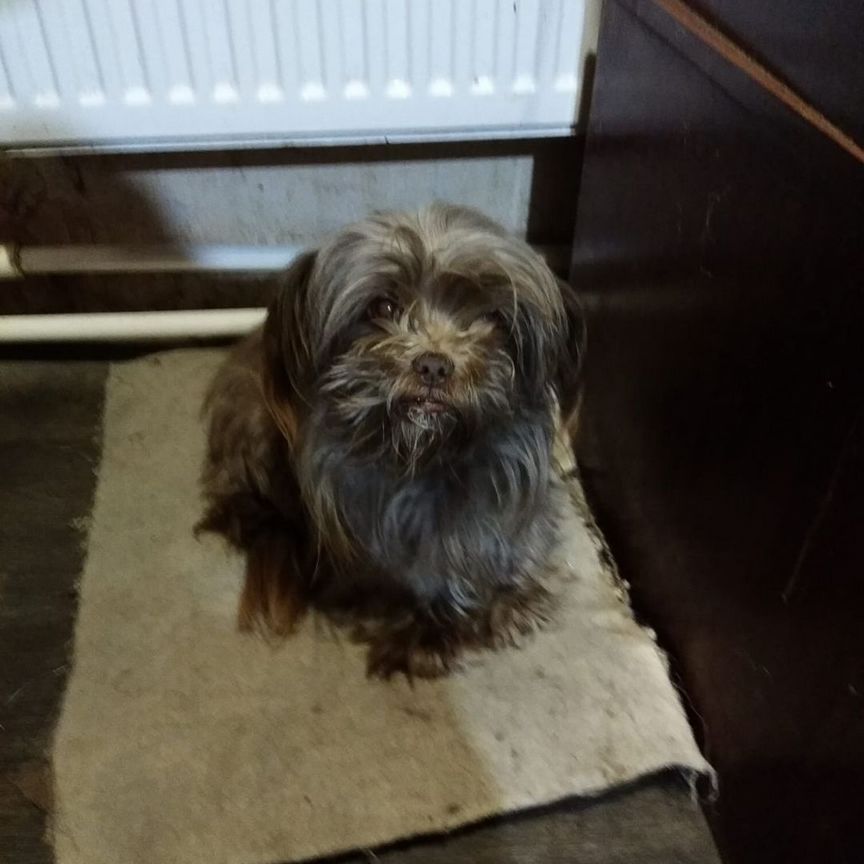 Отдам в добрые руки болонку