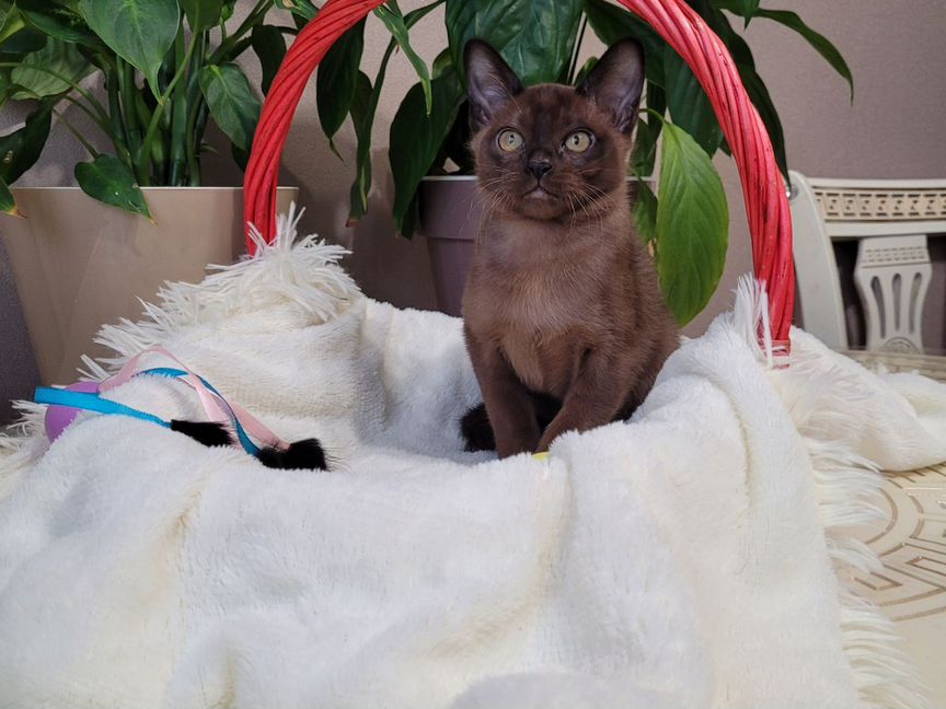 Бурманский котик