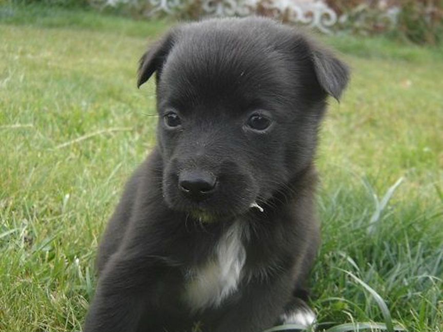 Щенок дворняжки в хорошие руки