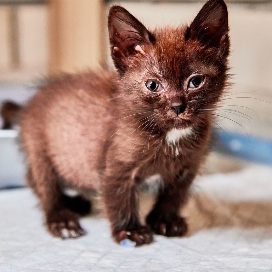 Котенок кроха 1 мес как из мультика Котенок Мяу