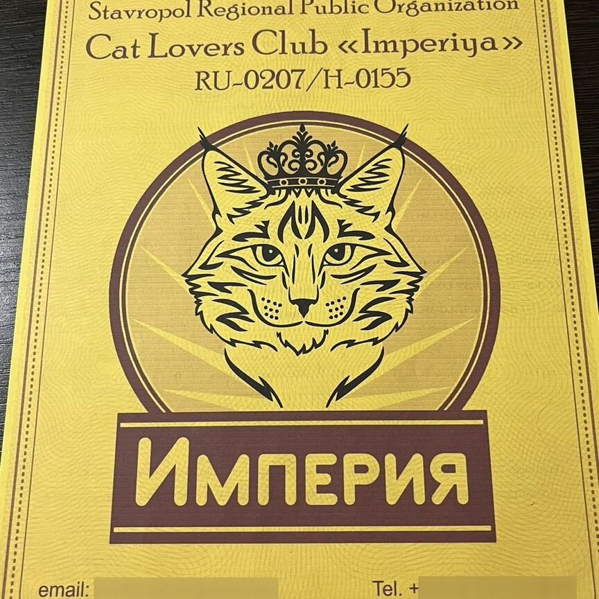 Котята мейн-кун