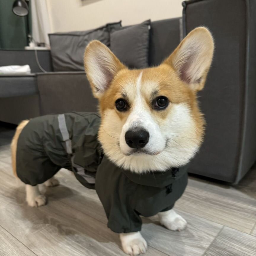 Комбинезон для корги DiploDog