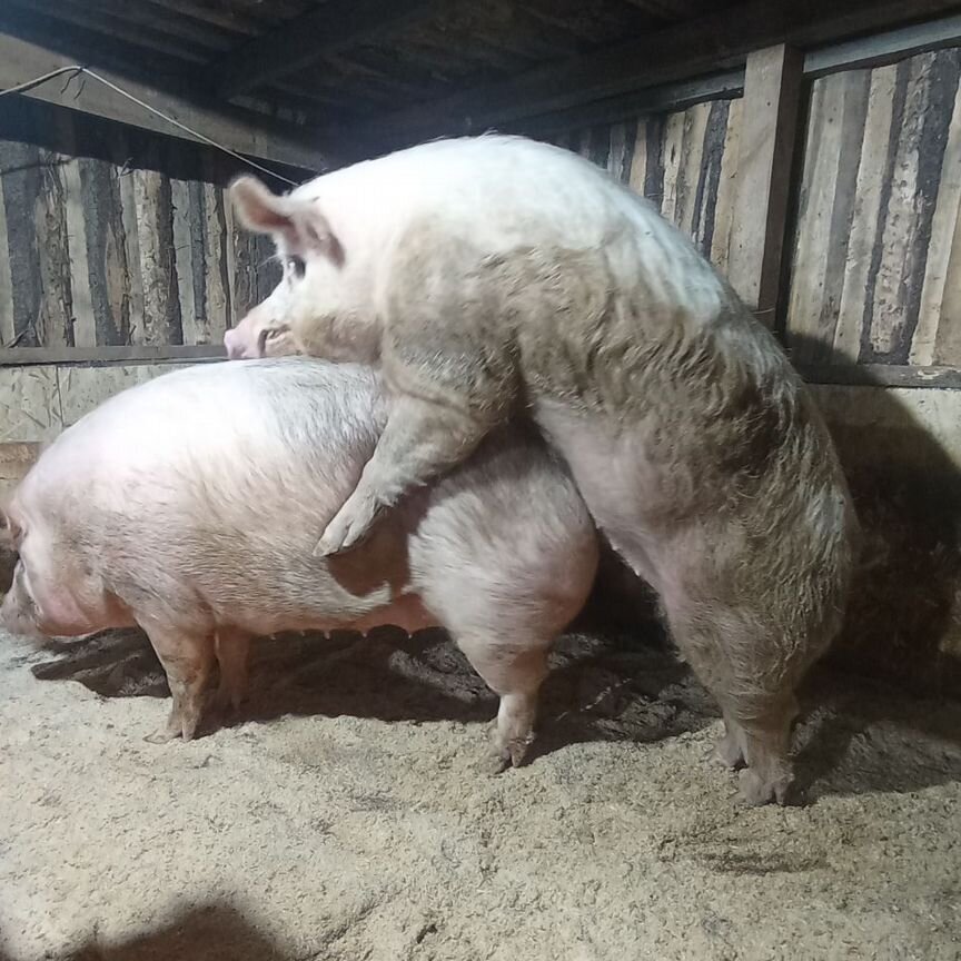 Продам Хряка