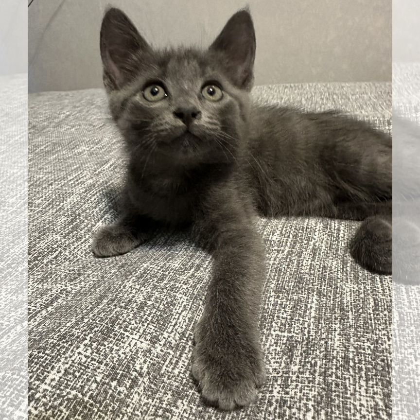 Русский голубой котёнок