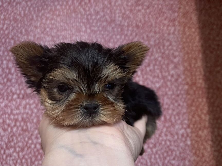 Кукольный малыш йорка