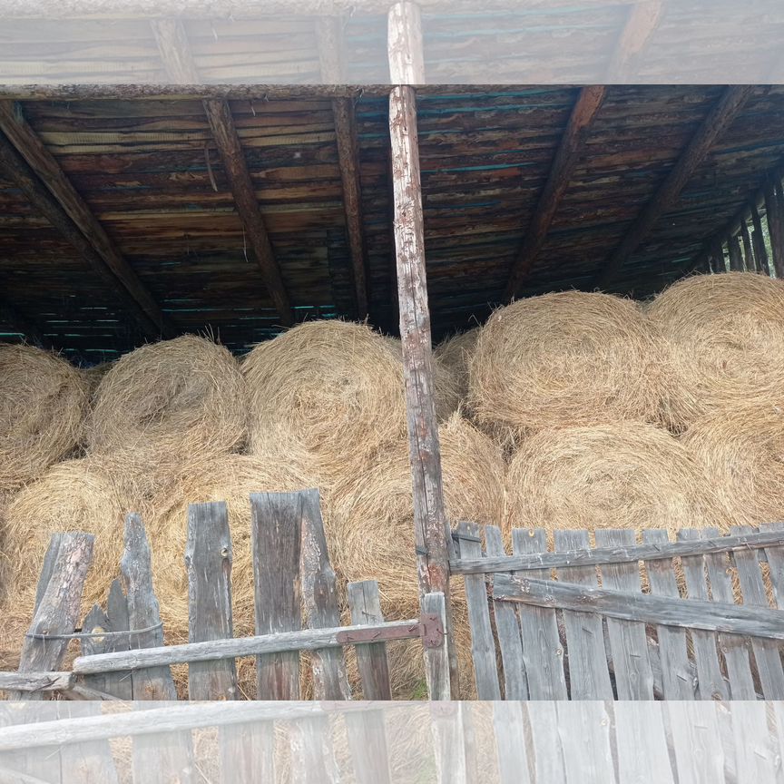 Продам сено в рулонах